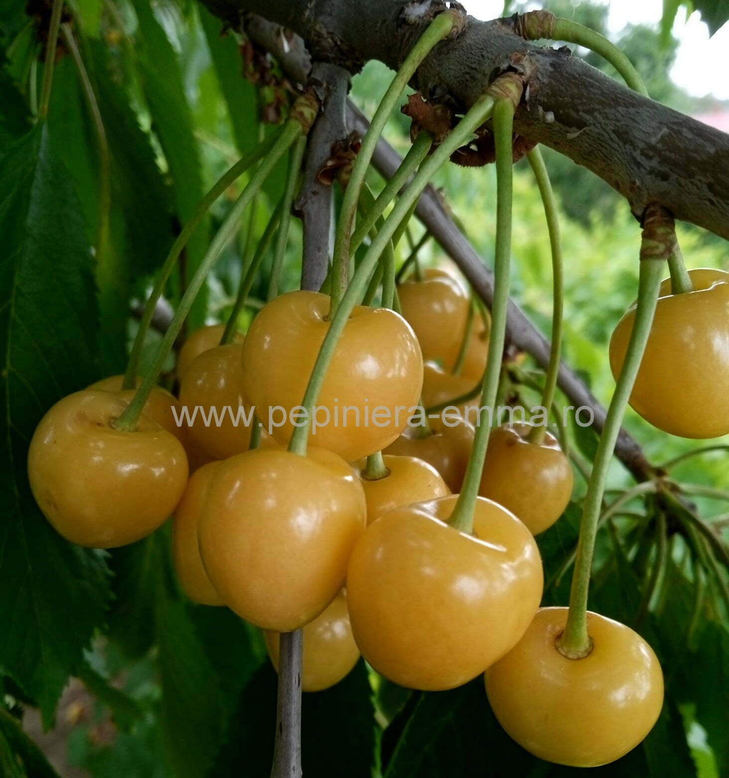 Cires soiul Bigarreau Donissen - ( fruct galben ) - ( Pomi cu coroana ...
